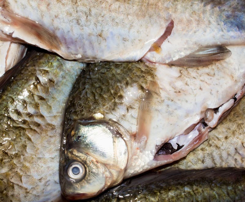 Background of Fresh Fish.Fish Crucian.Fresh Freshwater Fish. Stock ...