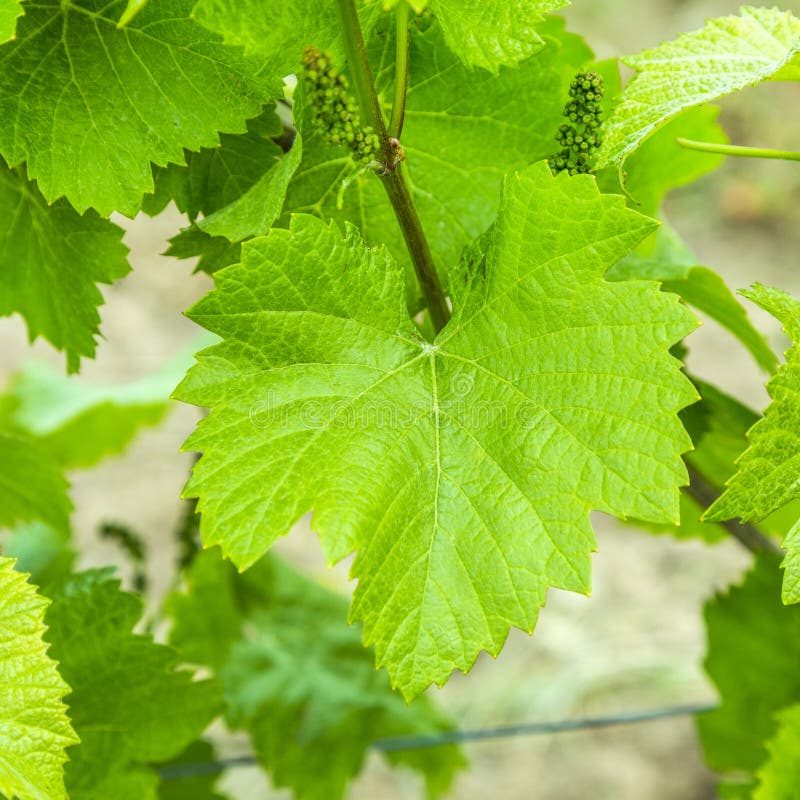 Background of Fresh Grape Leaves Stock Image - Image of juicy ...