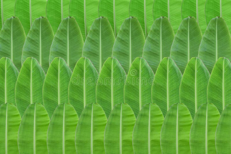 Background of Fresh Green Banana Leaf Texture Stock Image - Image of ... Background of Fresh Green Banana Leaf Texture Stock Image - Image of ...