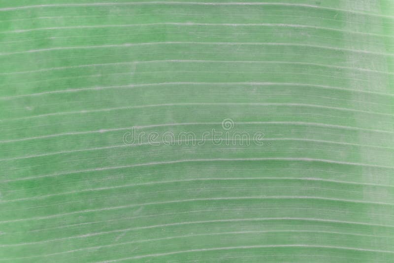 Background of Fresh Green Banana Leaf Texture Stock Image - Image of ... Background of Fresh Green Banana Leaf Texture Stock Image - Image of ...