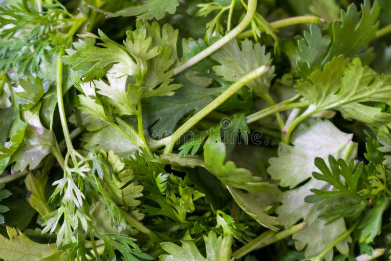 Background of Fresh Green Coriander Leaves Stock Image - Image of ...
