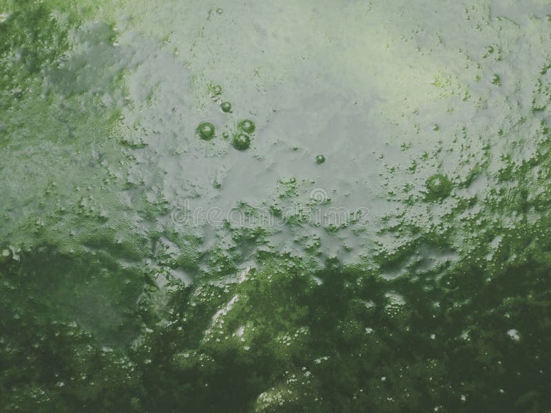 Background of Fresh Green Freshwater Algae Plants in the Pond Stock ...