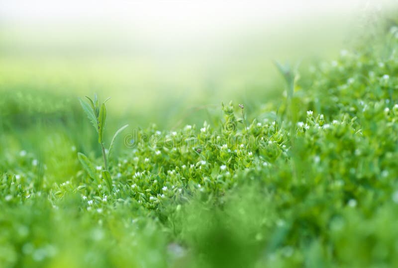 Fresh Green Grass, Spring Meadow Stock Photo - Image of fresh, meadow ...