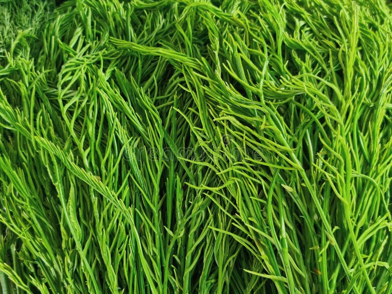 Background of Fresh Green Herbs Texture Stock Image - Image of organic ...