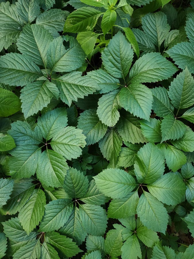 Background of Fresh Green Leaves in the Garden Stock Photo - Image of ...