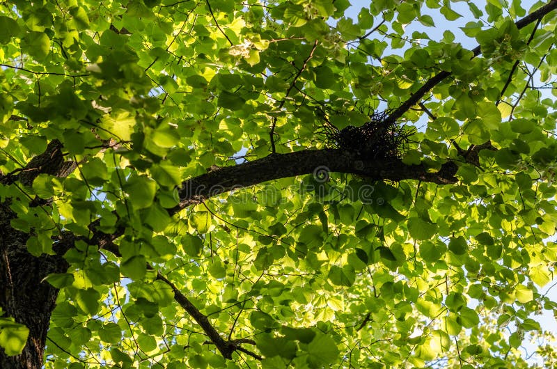 Background of Fresh Green Leaves in Spring Stock Photo - Image of ...