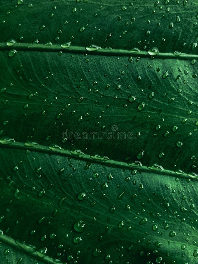 Background of Fresh Green Leaves with Water Drops. Stock Image - Image ...
