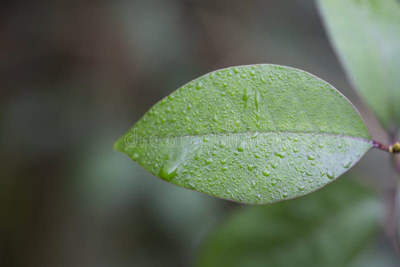 Background of Fresh Green Leaves with Water Drops. Stock Photo - Image ...