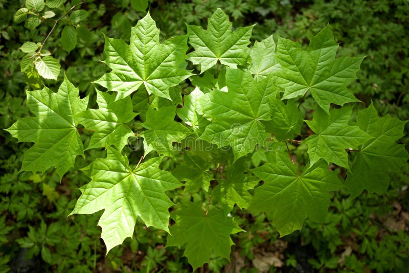 Background of Fresh Green Maple Leaves in Forest Stock Photo - Image of ...