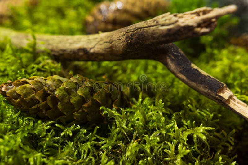 Background of Fresh Green Moss Stock Photo - Image of green ...