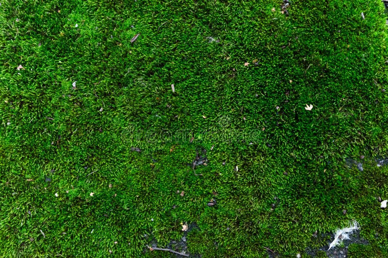 Background of Fresh Green Moss. Surface with the Texture of Natural ...