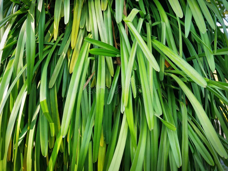Background of Fresh Green Plant with Long Leaf Stock Image - Image of ...