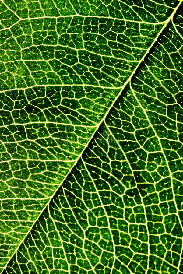 Background by the Fresh Green Rose Leaf Close-up Stock Image - Image of ...