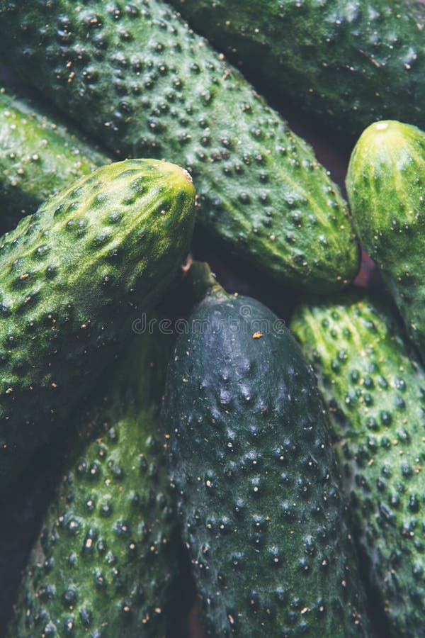 Background of Fresh Ground Cucumbers Stock Photo - Image of fresh ...