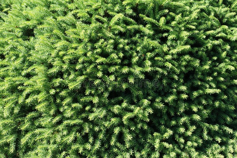 Background of Fresh Leaves of Conifer Stock Photo - Image of closeup ...