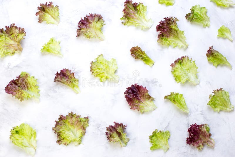 Background of Fresh Lettuce Leaves on a Light Background. Stock Image ...