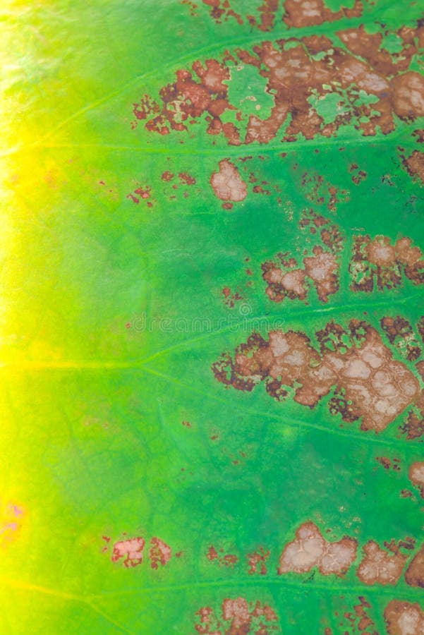 Background of Fresh Lotus Leaves Stock Image - Image of closeup, detail ...