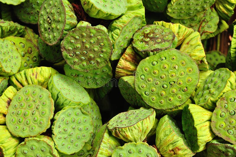 Background of Fresh Lotus Seeds and Pod Stock Photo - Image of leaf ...