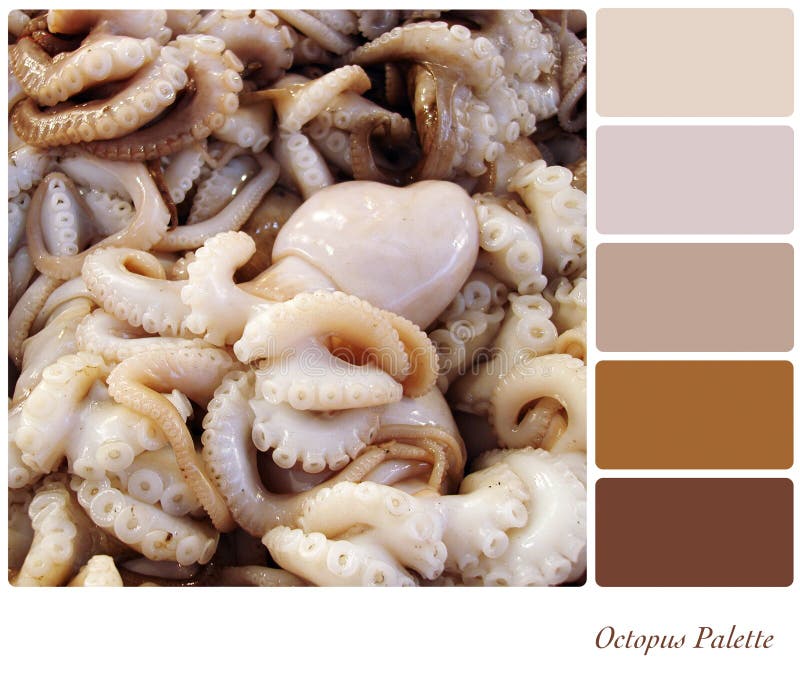 Octopus palette stock photo. Image of palette, fresh - 247635794