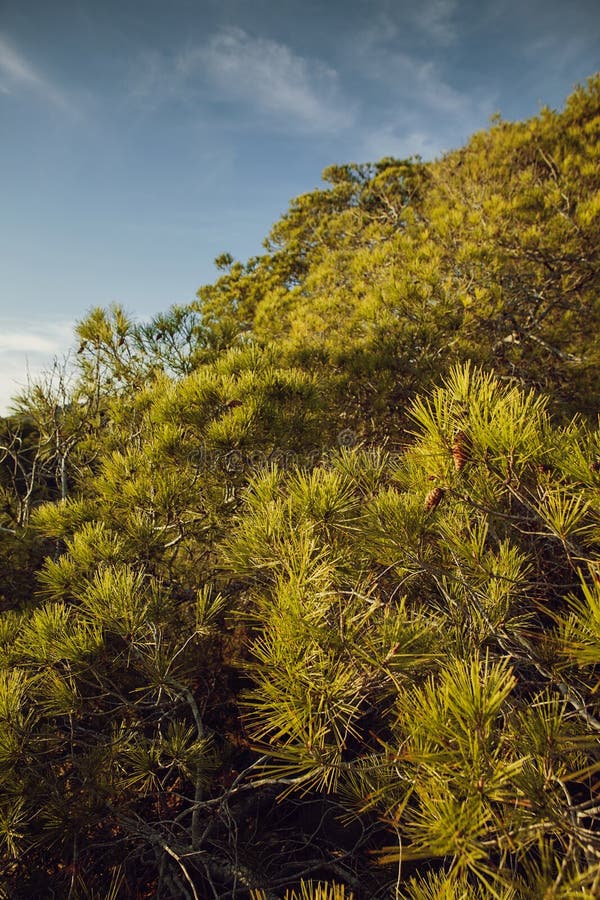 Background with Fresh Pine Greens, Concept of Healthy Fresh Air - Image ...