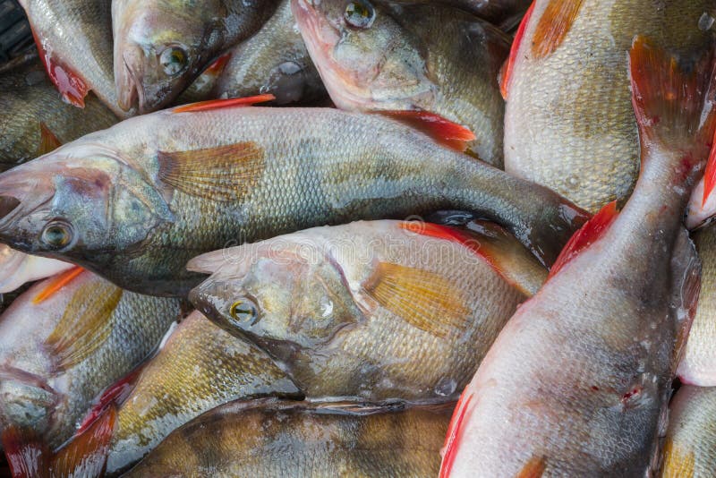 Background of Fresh Raw River Fish Perch Stock Image - Image of fish ...
