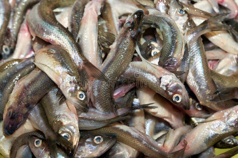 Background of Fresh Raw Smelt Fish Caught in the Sea Stock Photo ...