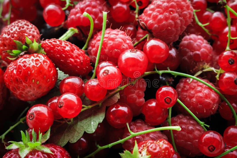 Background of Fresh Red Berries Stock Image - Image of currant ...