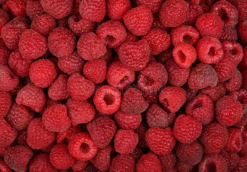 Raspberry berries ripen stock photo. Image of ripe, food - 134020368