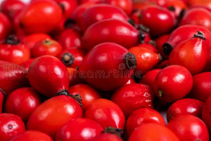Background Fresh Red Rosehips, Fresh Berries from the Dog Rose Stock ...