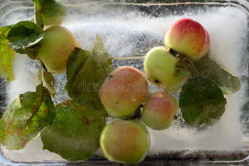Background Fresh Season Apple Frozen in Ice Stock Photo - Image of ...