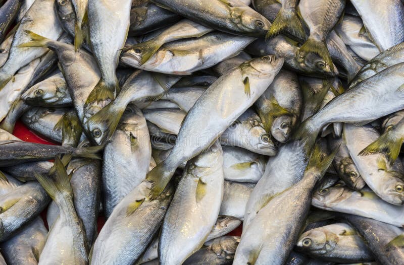 Background of Fresh Small Sea Stock Image - Image of heap, catch: 104084777