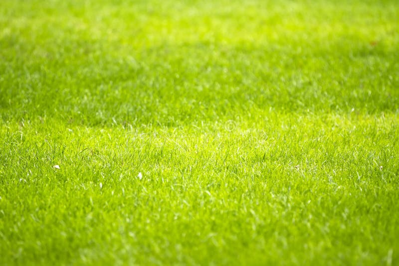 Background of a Fresh Spring Green Grass. Spring Backdrop. Stock Photo ...