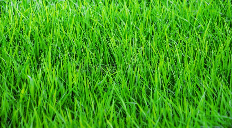 Background of Fresh Spring or Summer Green Grass_ Stock Image - Image ...