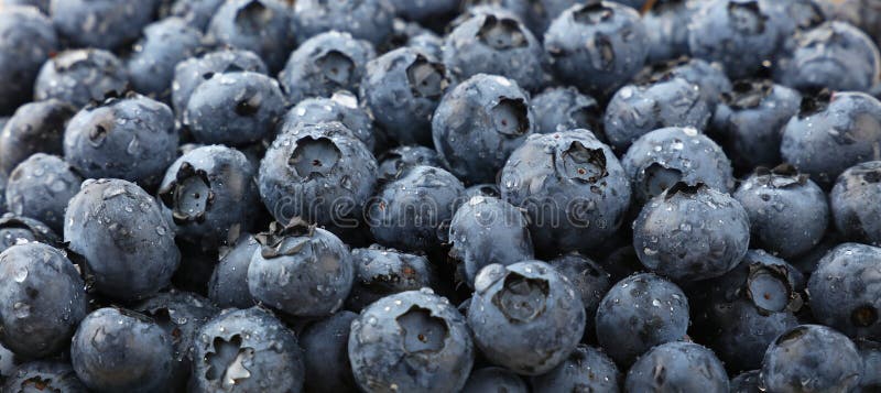 Background of Fresh Washed Blueberries Close Up Stock Photo - Image of ...