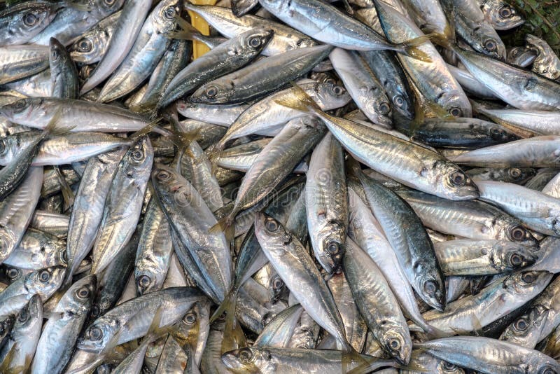 Background of Freshly Caught Sea Scad Fish Stock Image - Image of dead ...