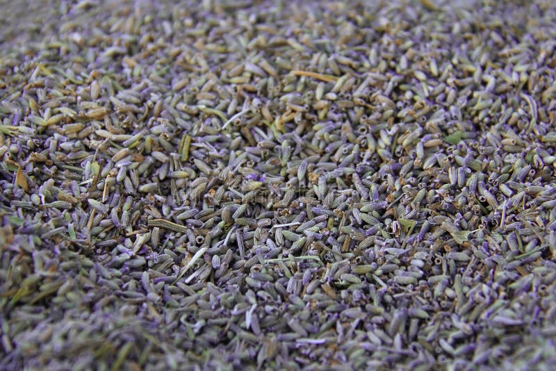 Lavender seeds stock photo. Image of bowl, purple, natural - 8290322