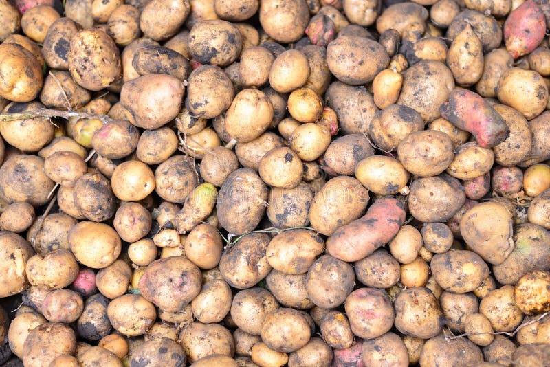 Background of Freshly Dug Potatoes Stock Photo - Image of food, tubers ...