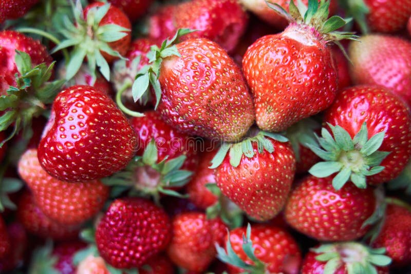 Background from Freshly Harvested Strawberries, Top View of Tasty Stock ...