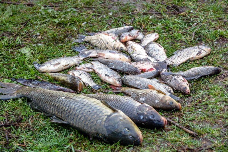 Background Freshwater Fish Caught in the River Carp, Carp and Ch Stock ...