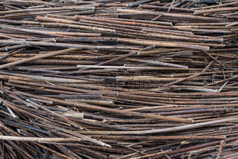 832 Broken Reed Stock Photos - Free & Royalty-Free Stock Photos from ...