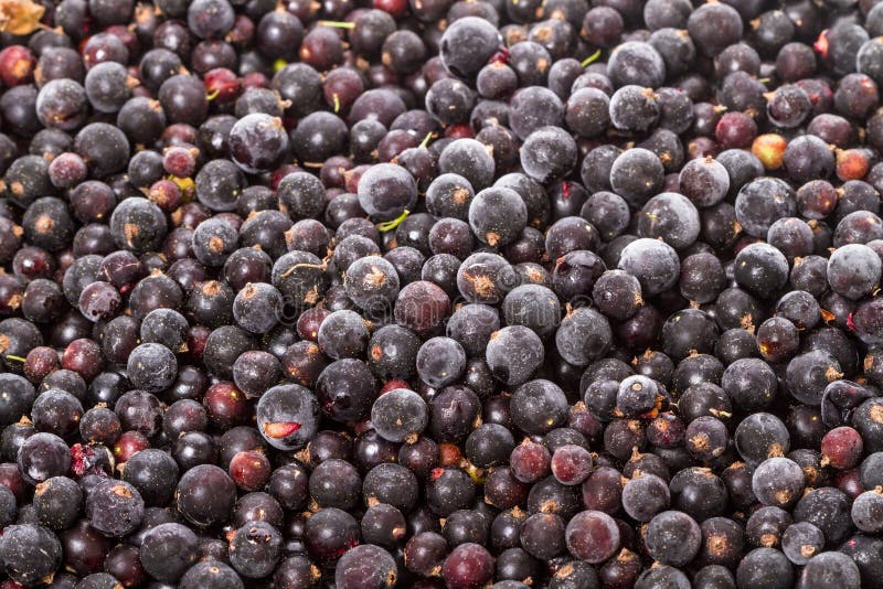 896 Frozen Black Currants Stock Photos - Free & Royalty-Free Stock ...