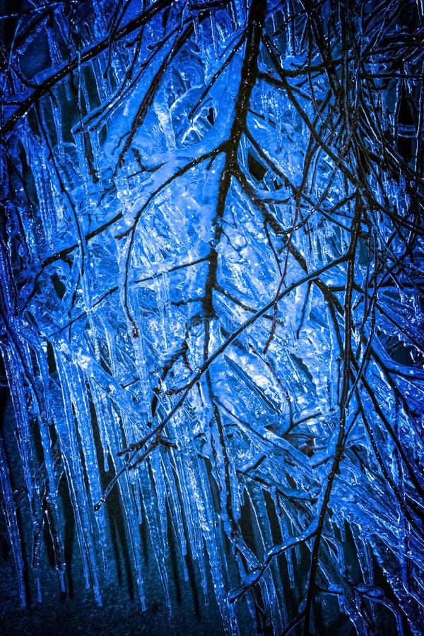 Icy Background from Frozen Tree Branches. Stock Photo - Image of ...