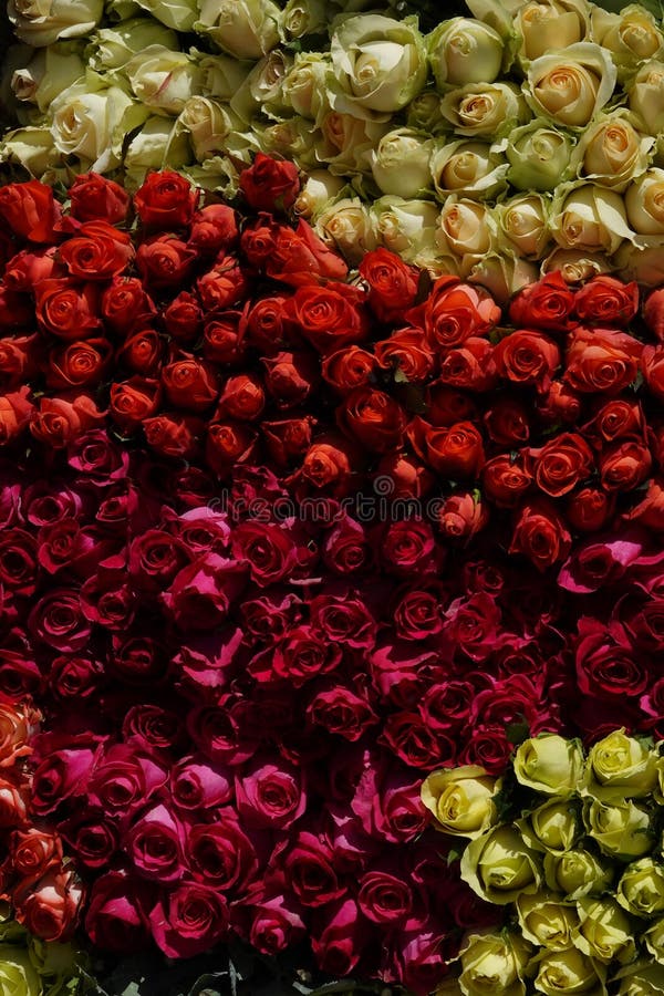 Multi Colors Roses Background Stock Photo - Image of decoration ...