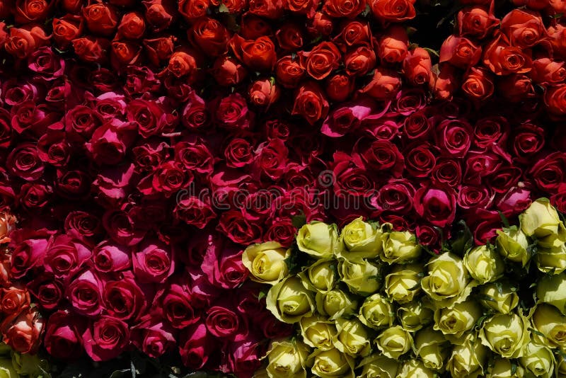 Multi Colors Roses Background Stock Photo - Image of bright, blossom ...