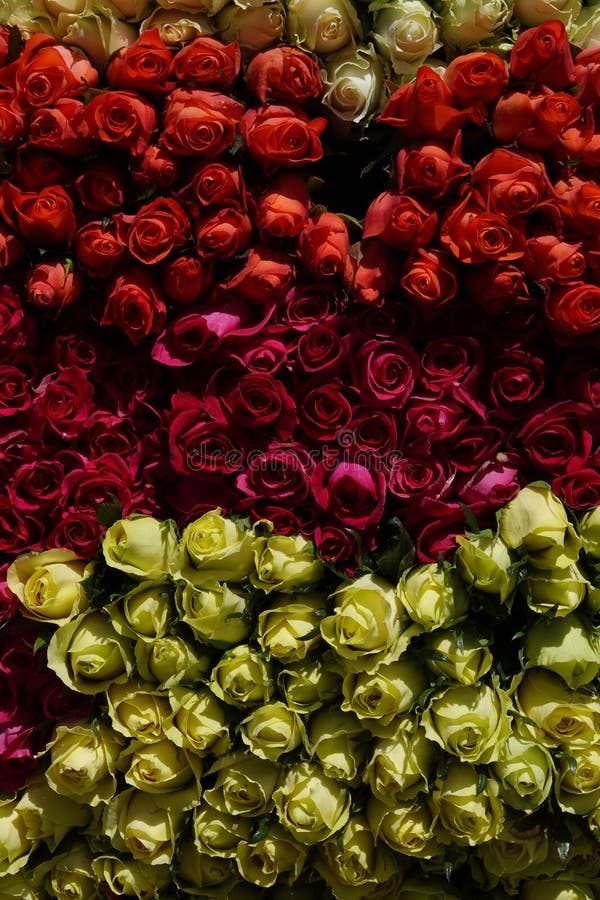 Multi Colors Roses Background Stock Image - Image of focus, multi ...