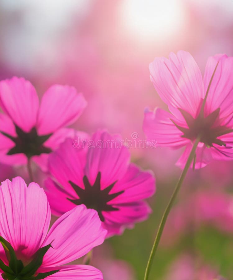 Background Fully Blooming Pink Cosmos Flowers are Shining in the Light ...