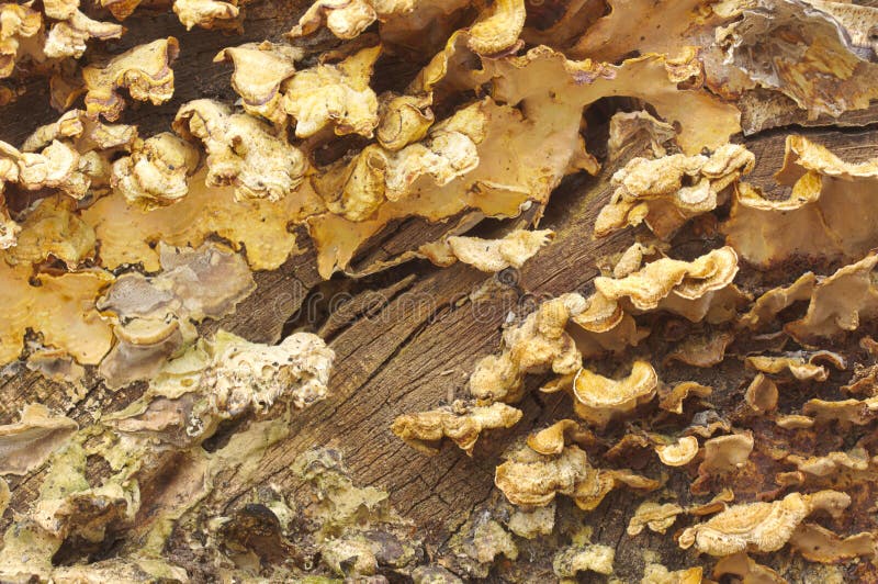 Background of Fungus Growing on a Log Stock Photo - Image of decay ...