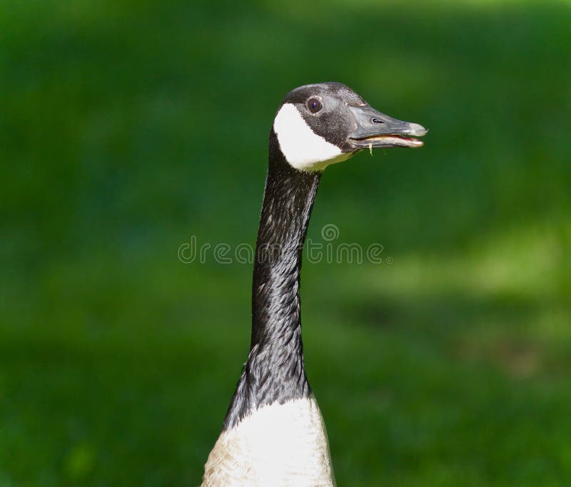 5,326 Funny Goose Photos - Free & Royalty-Free Stock Photos from Dreamstime