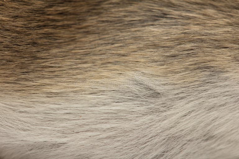 3,009 Rodent Texture Stock Photos - Free & Royalty-Free Stock Photos ...