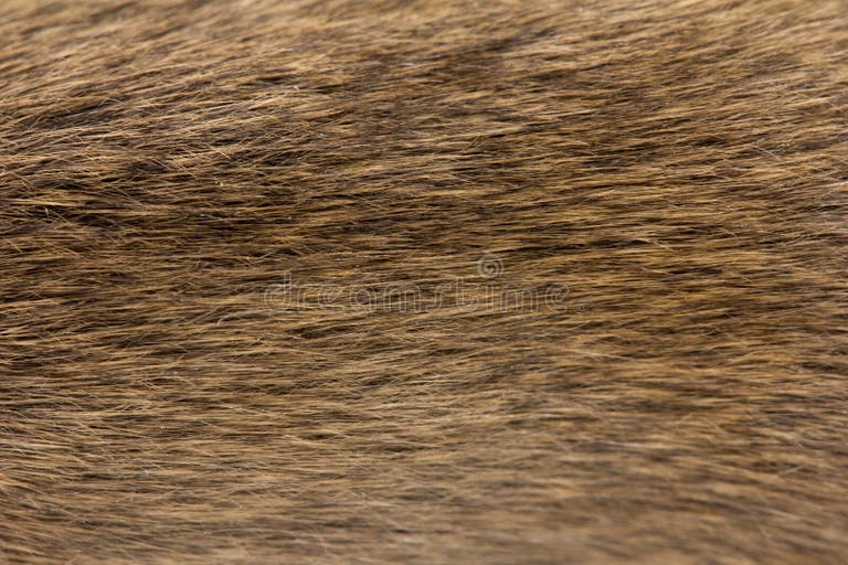 1,465 Rodent Fur Texture Stock Photos - Free & Royalty-Free Stock ...